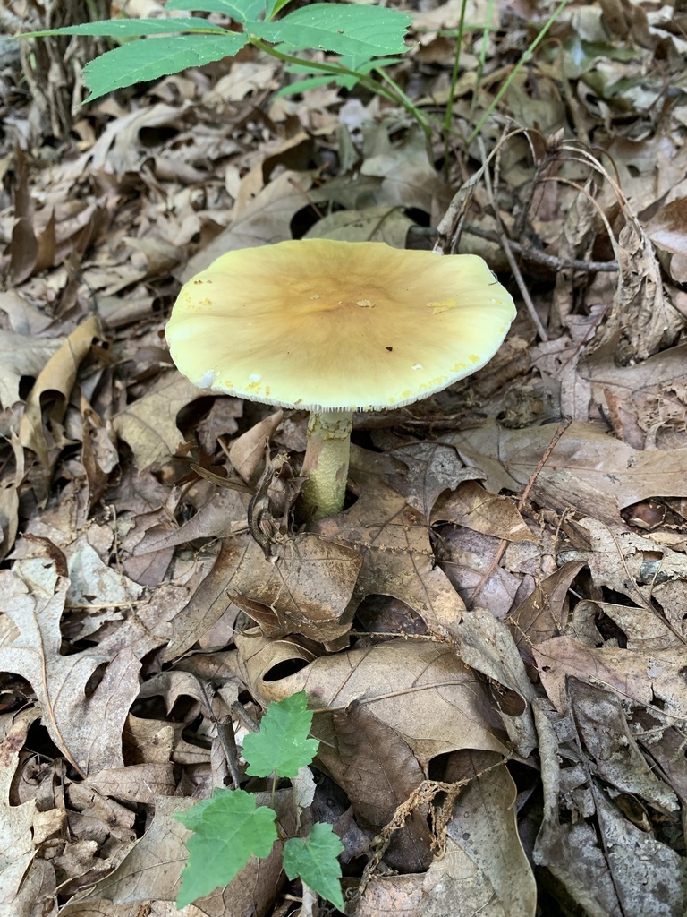 Yellow American Blusher from Hoosier National Forest, Paoli, IN, US on ...