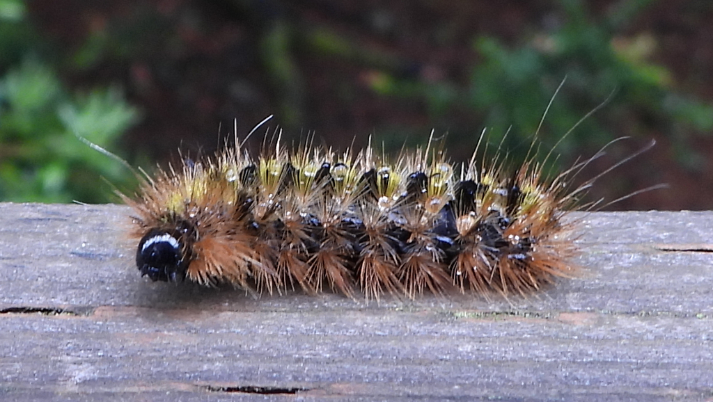 Silver-spotted Tiger Moth from FSSP Parking Lot D on June 4, 2024 at 02 ...