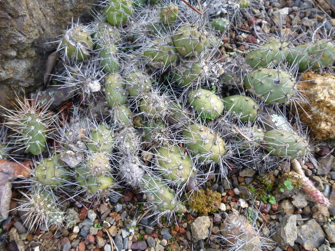 Why are cacti only native to the Americas? : r/geography