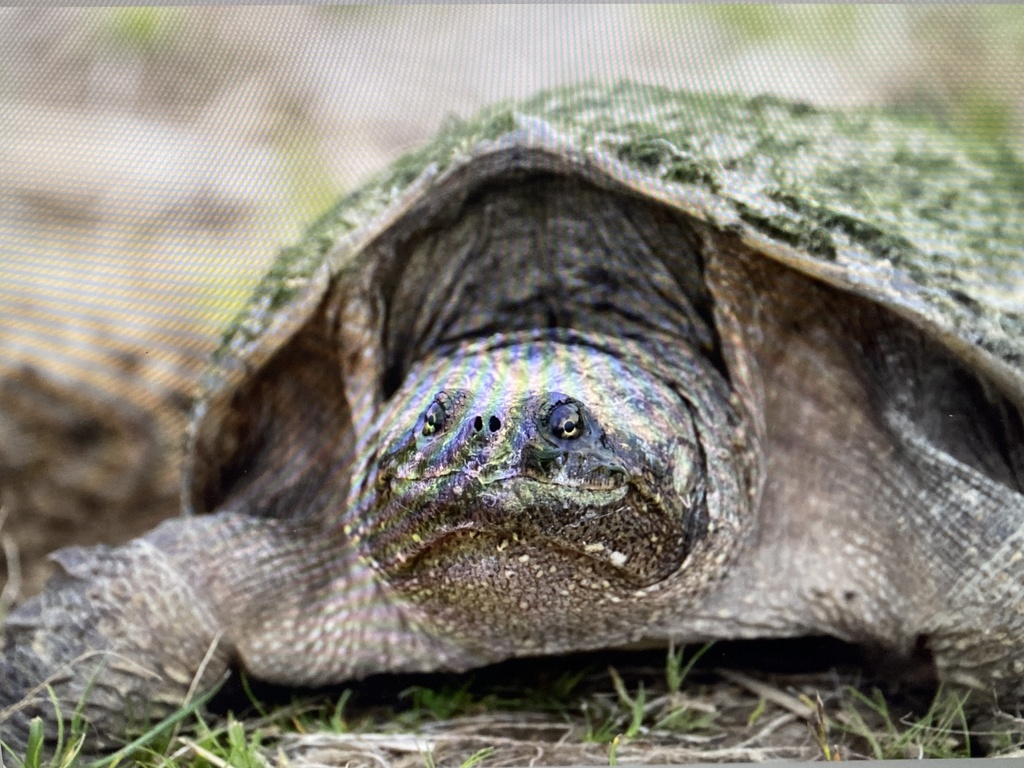 Common Snapping Turtle from McGuire Cres, Tillsonburg, ON, CA on June 4 ...