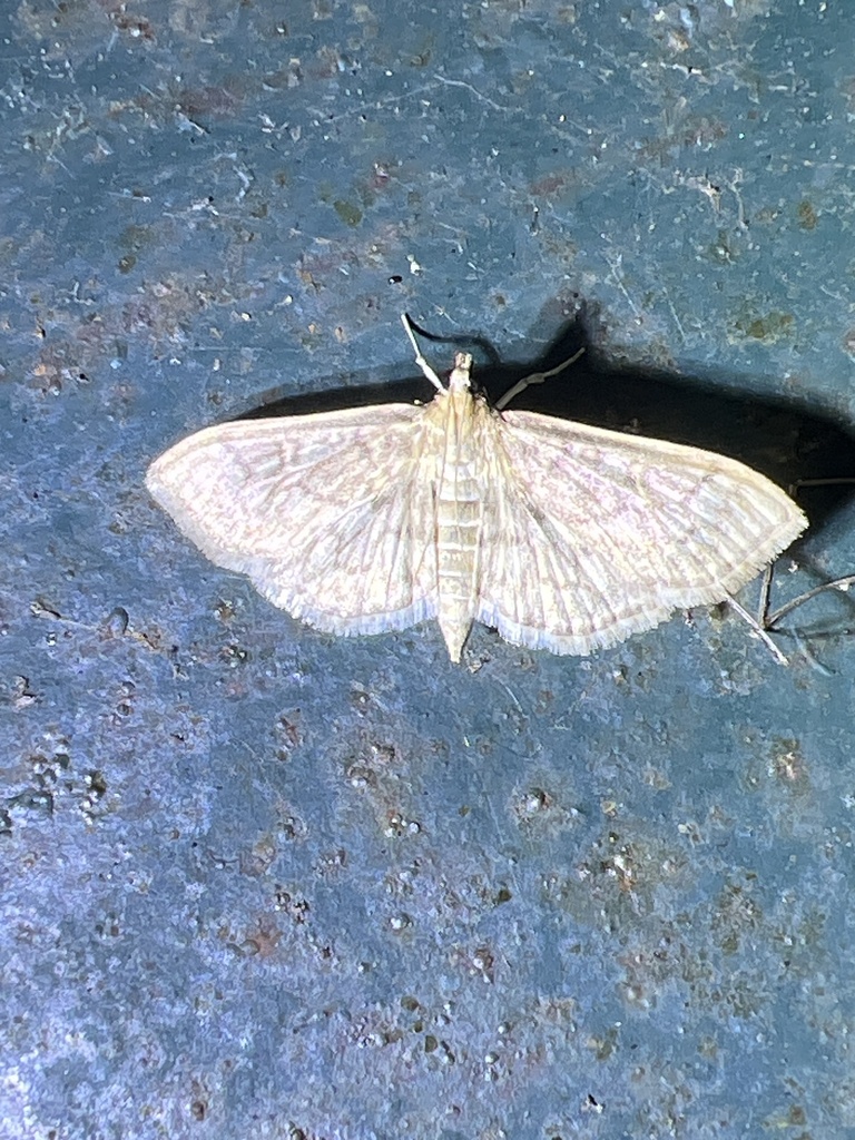 Bold-feathered Grass Moth from Long Island, New York, NY, US on June 4 ...