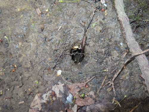 iNaturalist Tracking Database – NatureTracking