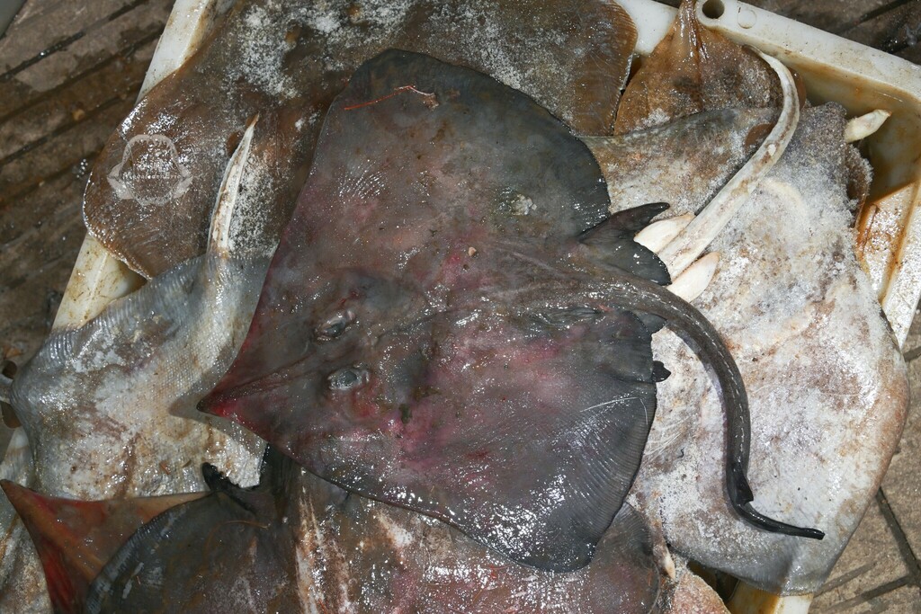 Giant Skate (Dipturus gigas) - Marine Life Identification