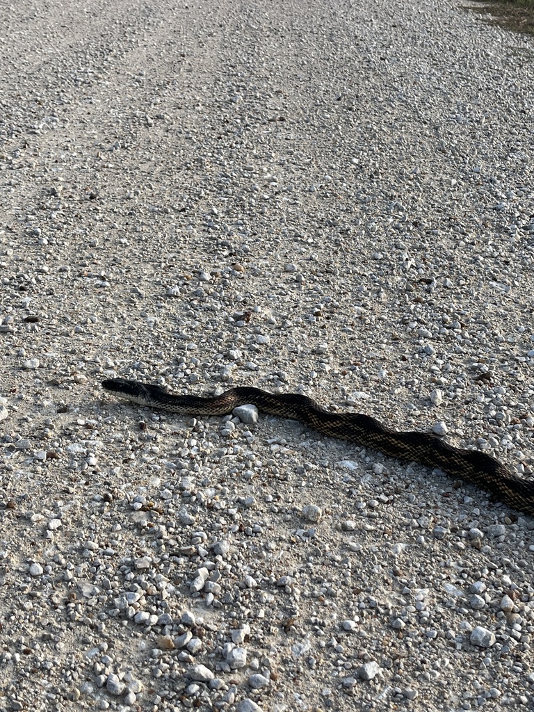 Western Ratsnake from County Road 116, Cat Spring, TX, US on June 4 ...