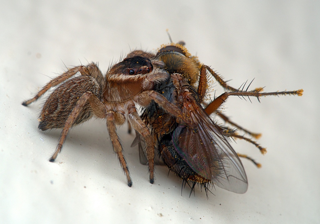 White Banded House Jumper from Ruawai, New Zealand on April 7, 2024 at ...