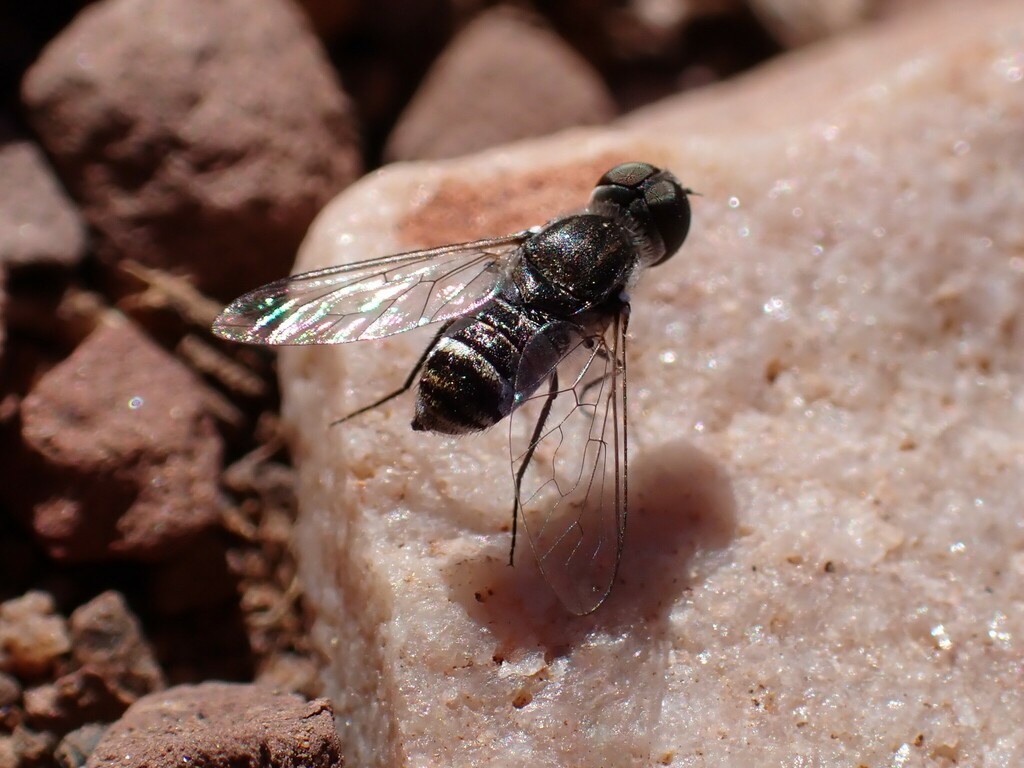 banded bee flies from Flinders Ranges SA 5434, Australia on February 6 ...