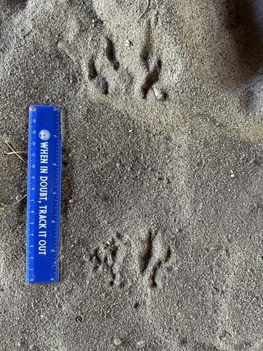 iNaturalist Tracking Database – NatureTracking