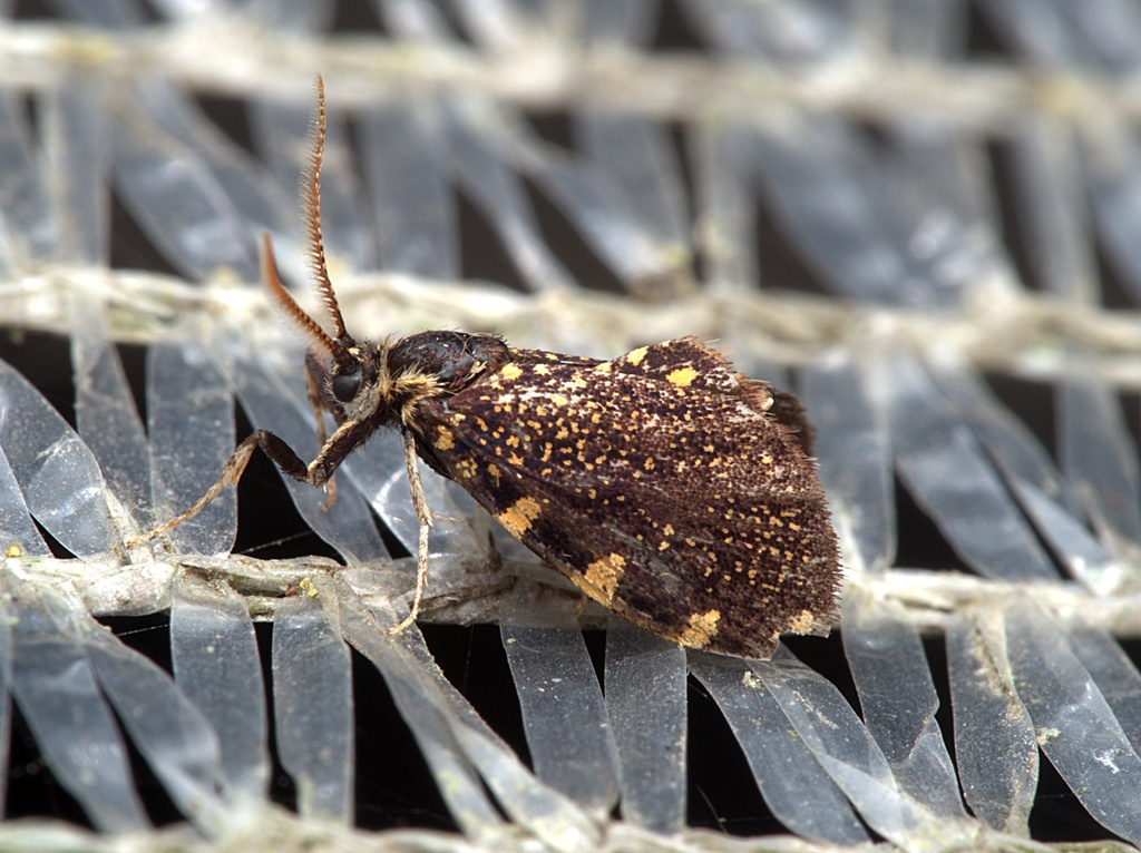 Australian bag moth from Ruawai, New Zealand on April 8, 2024 at 04:50 ...