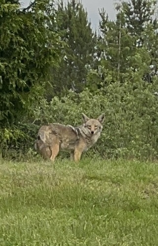 Coyote from N 95th St, Seattle, WA, US on June 4, 2024 at 07:56 PM by ...