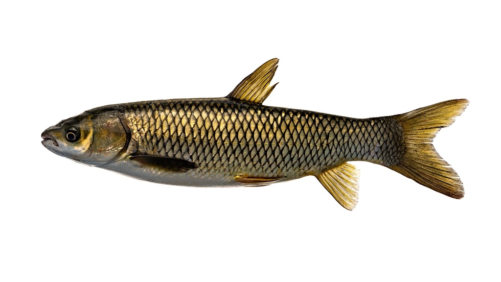 Grass Carp (Fishes of Tennessee (work in progress)) · iNaturalist