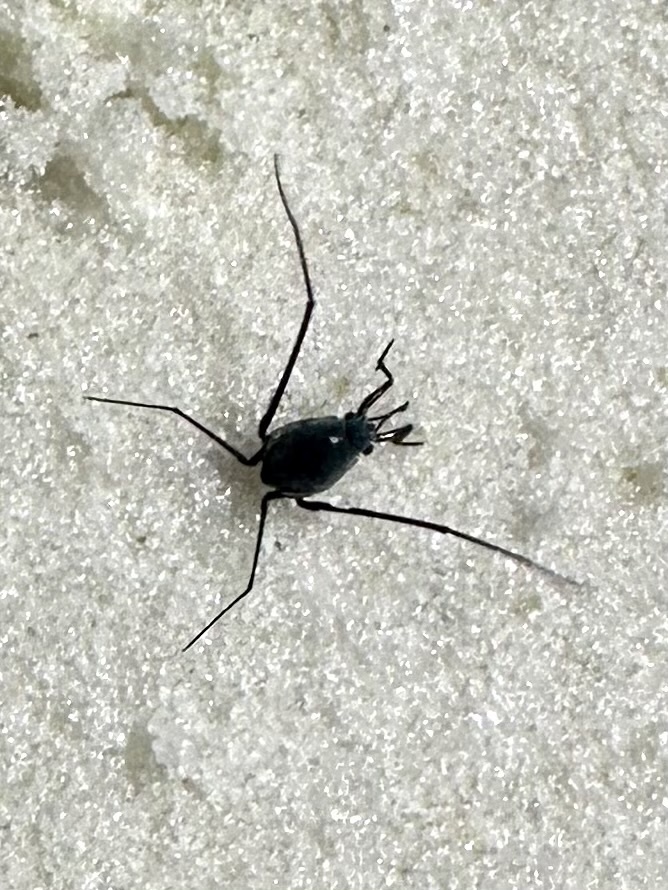 Common Sea Skater from Gulf of Mexico, FL, US on June 4, 2024 at 08:28 ...