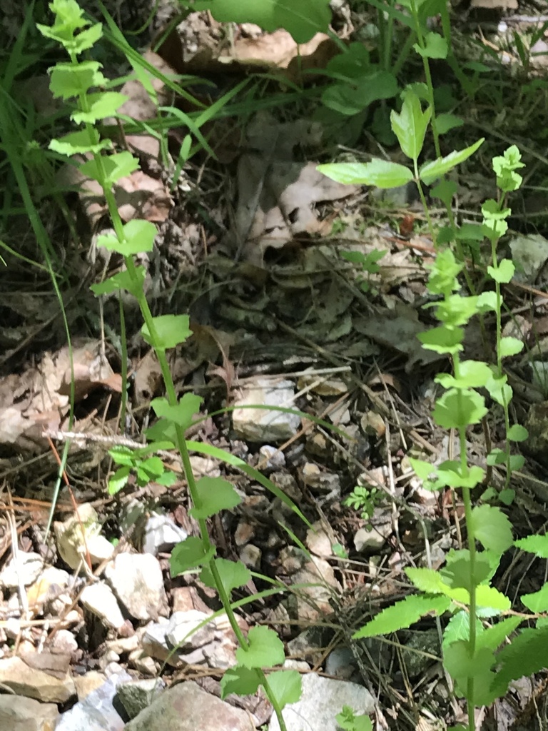 clasping Venus's looking glass (Hot Springs National Park) · iNaturalist