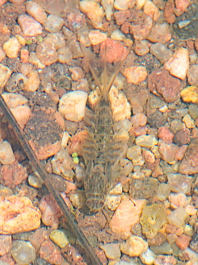Stream Mayflies from Boulder County, CO, USA on June 4, 2024 at 01:36 ...