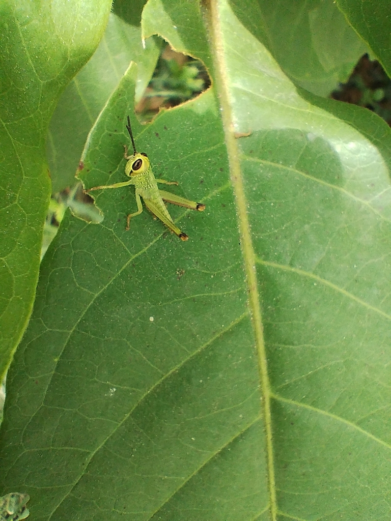 Melicodes tenebrosa from VP28+XGW, Dumangas, Iloilo, Philippines on ...
