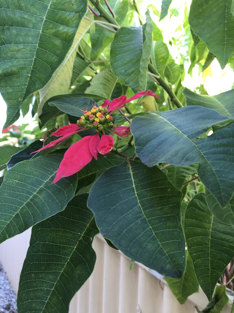Poinsettia (Euphorbiaceae of Virginia - Plants with Seeds with a ...