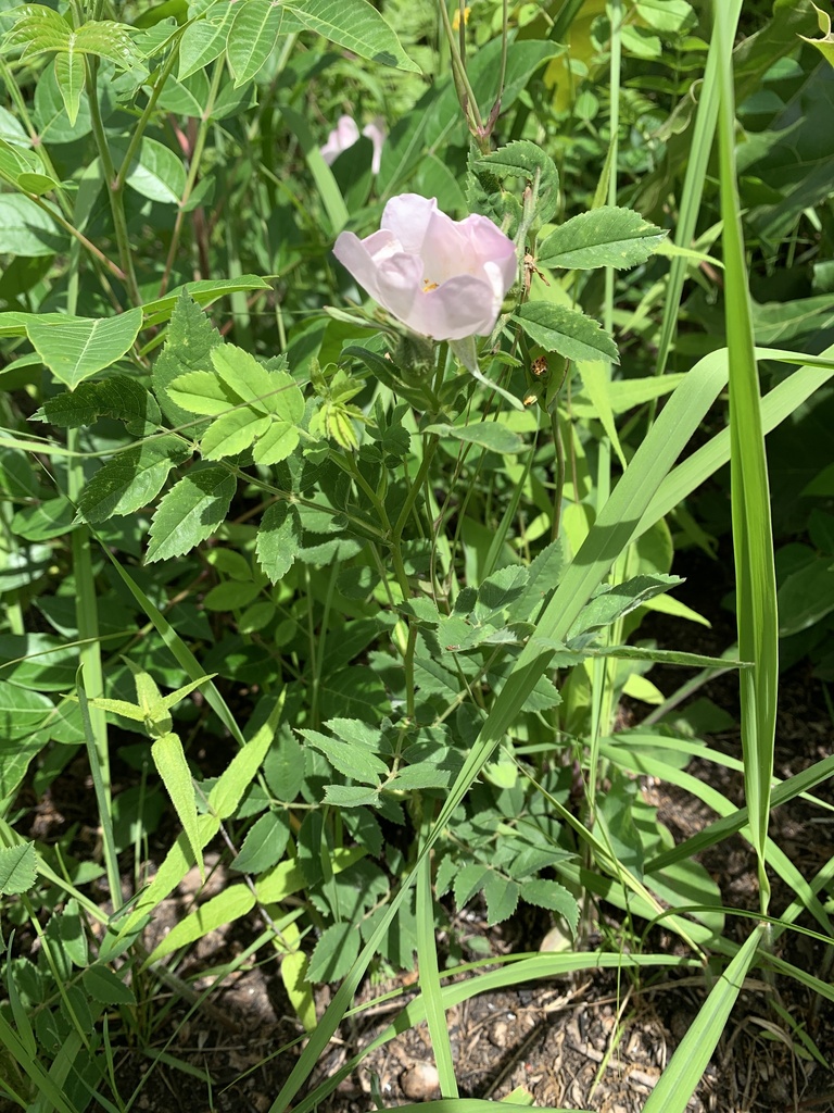 smooth rose from Indiana Dunes National Park, Gary, IN, US on June 4 ...
