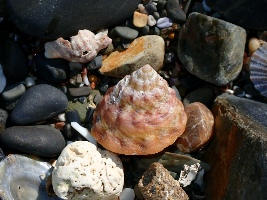 Common Tent Shell from Woolgoolga NSW 2456, Australia on June 5, 2024 ...