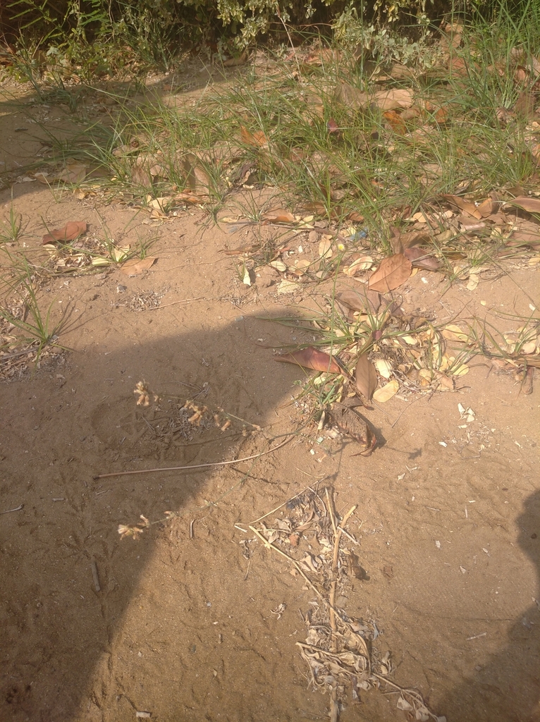 Launaea intybacea from Makkah, SA on June 5, 2024 at 08:50 AM by ...