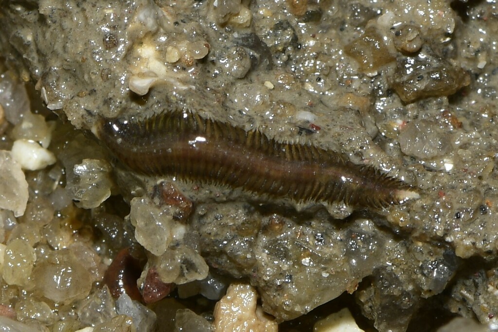 Oxydromus from 厦门市思明区观音山 on April 29, 2024 at 08:28 PM by rhinolin ...