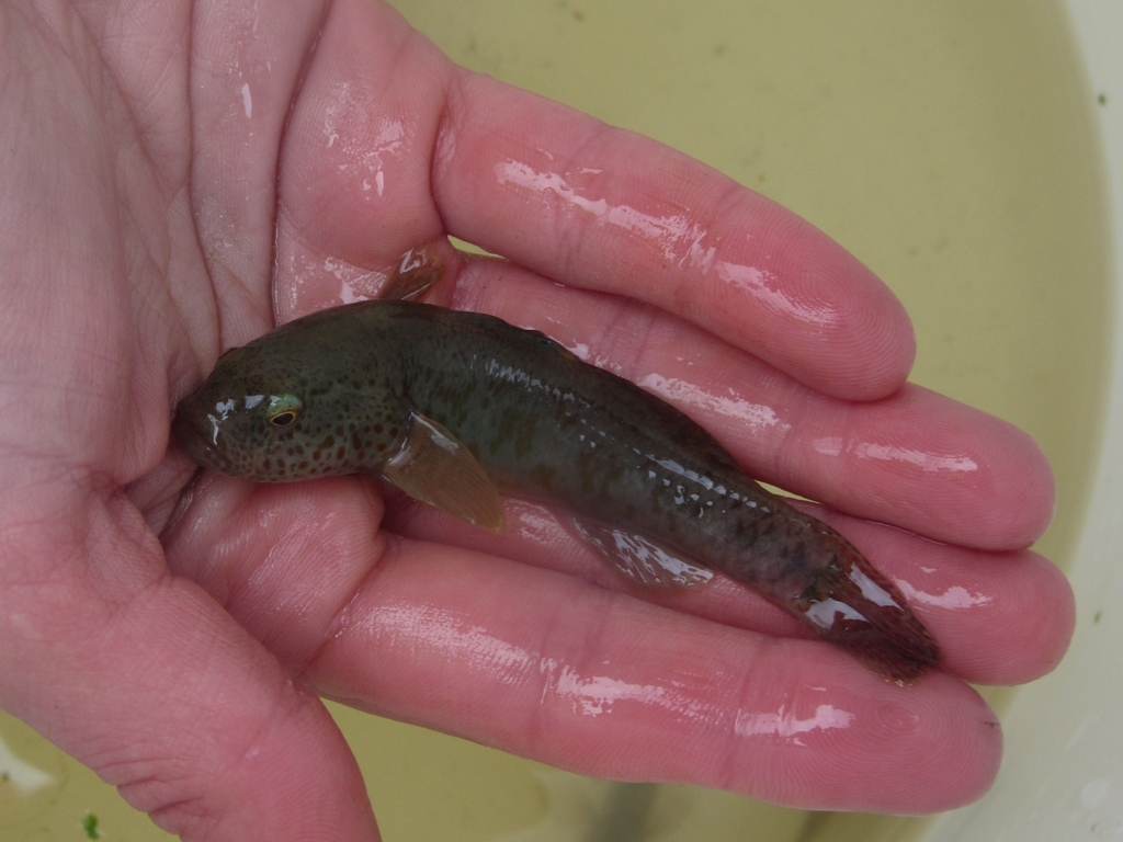 Upland bully (Gobiomorphus breviceps) - Marine Life Identification