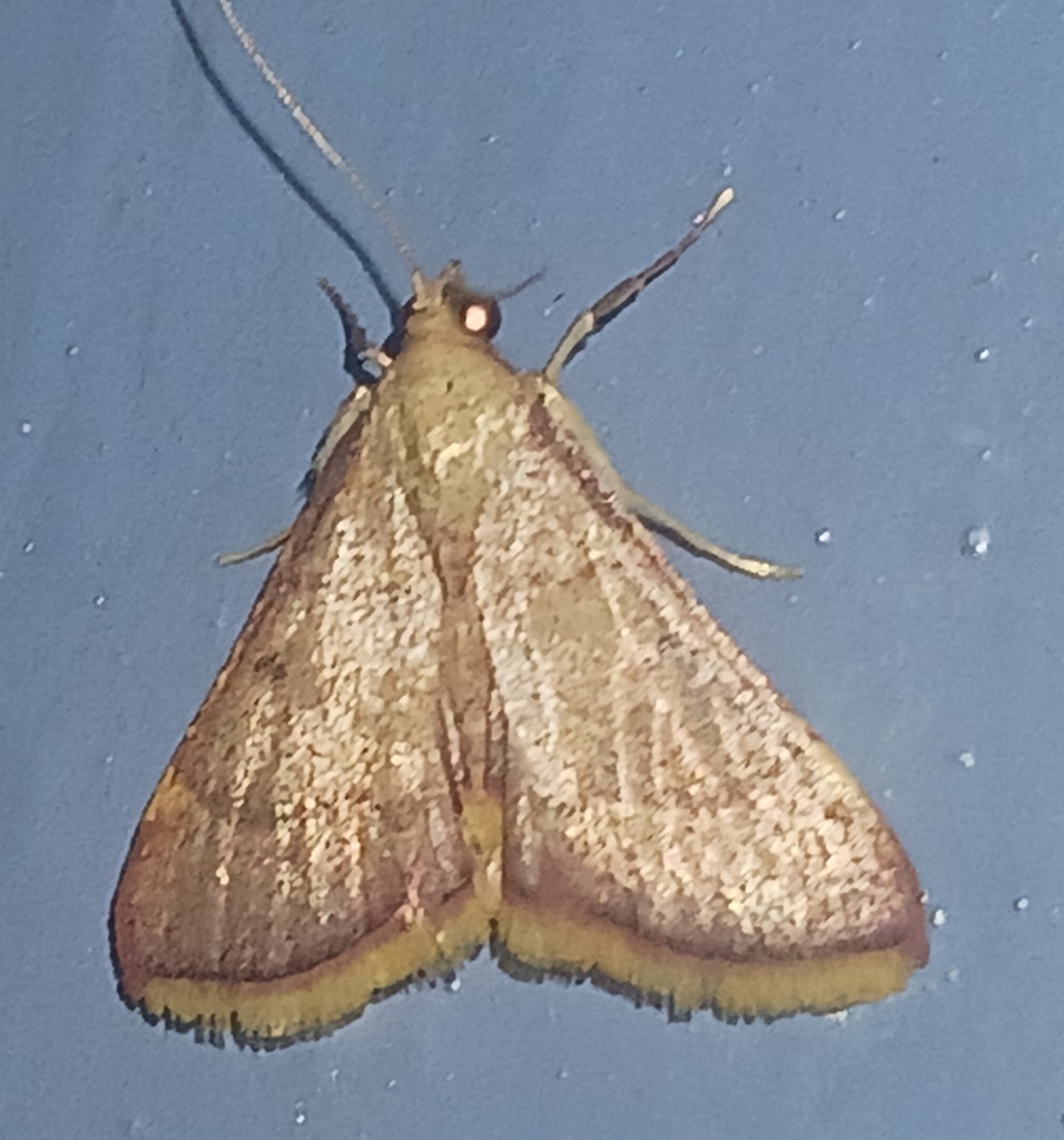 Pyralinae from Kausani, District Almora, Uttarakhand 263639, India on ...