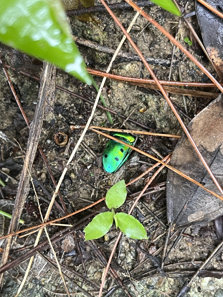 Calliphara excellens in June 2024 by Nakatada Wachi · iNaturalist
