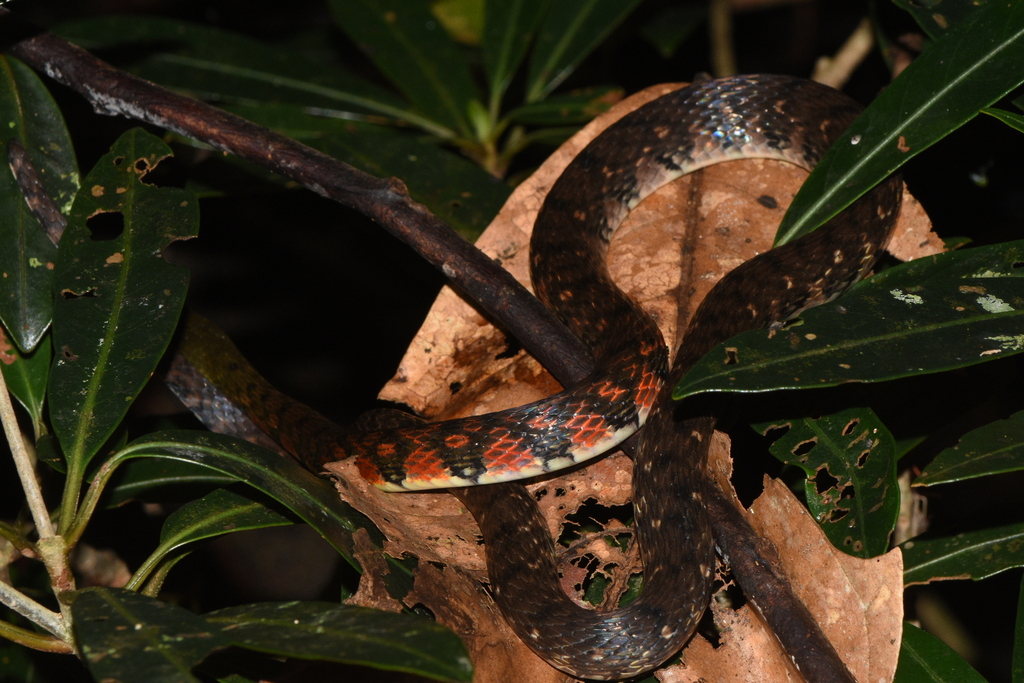 Triangle Keelback from Ketapang Regency, West Kalimantan, Indonesia on ...