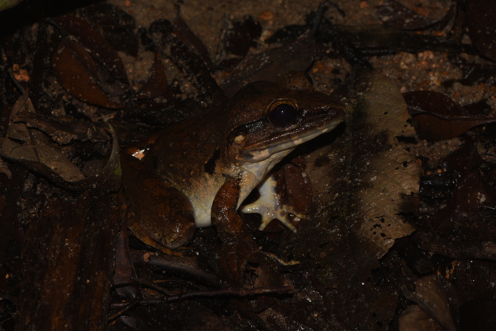 Giant River Frog from Ketapang Regency, West Kalimantan, Indonesia on ...