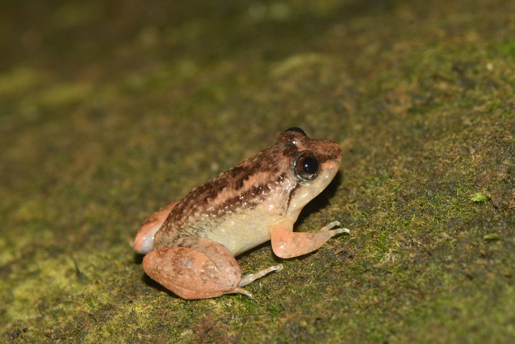 Alcalus rajae in June 2024 by Fajar Kaprawi · iNaturalist