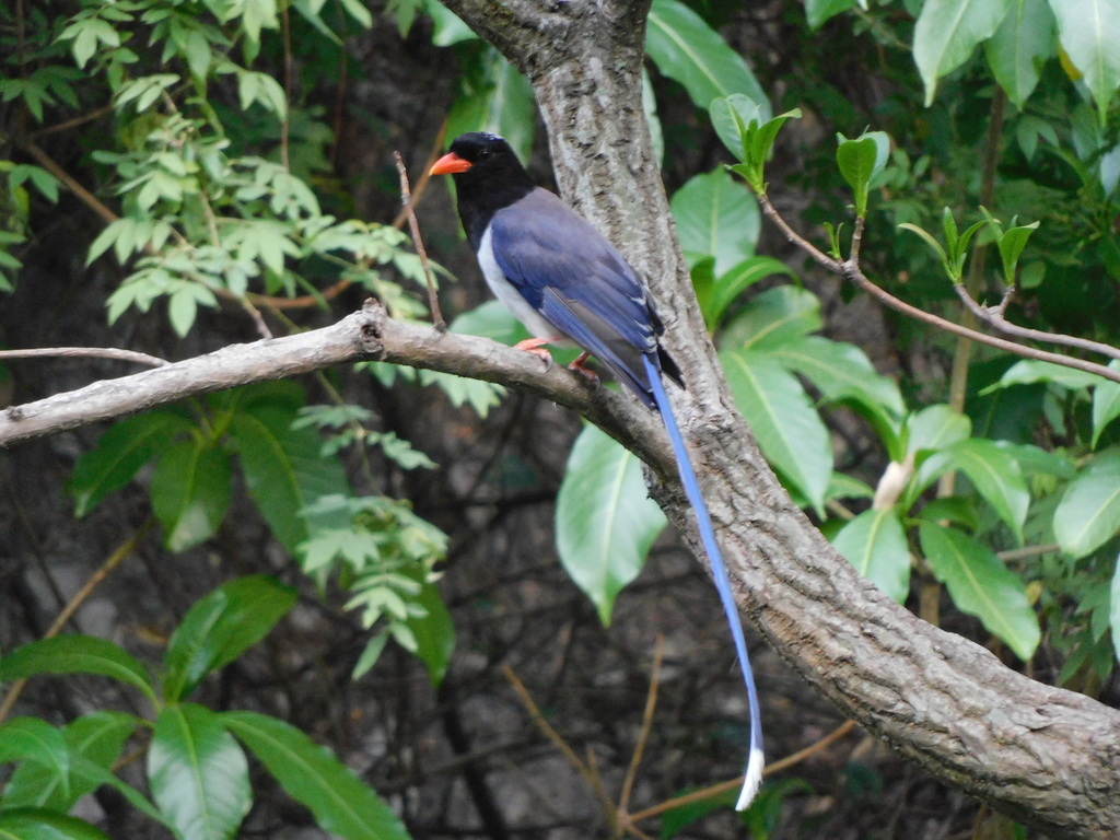 Red-billed Blue-Magpie from Mukteshwar, Uttarakhand, India on June 4 ...