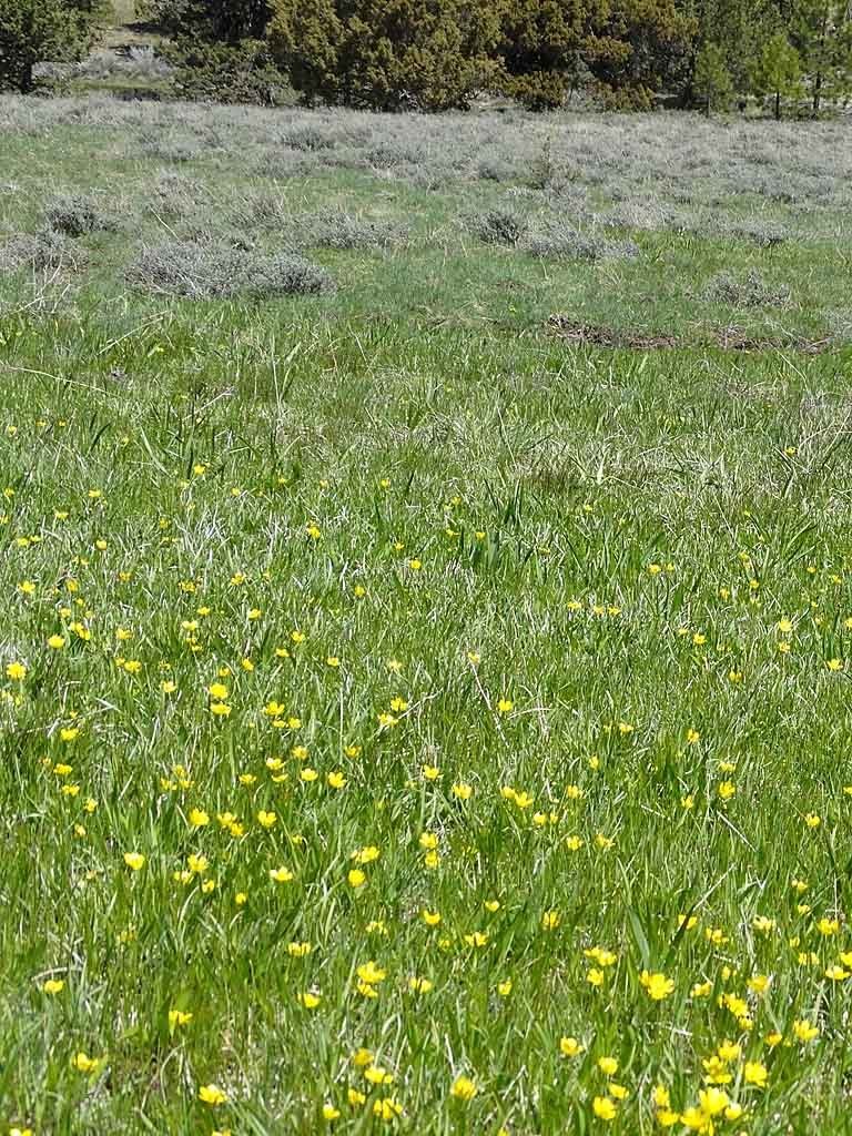 Plantainleaf Buttercup from Lake Co., Bly on May 6, 2019 at 12:30 PM by ...