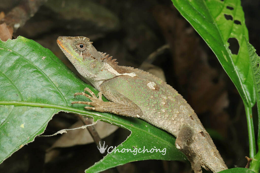 Acanthosaura rubrilabris from 中国云南省西双版纳傣族自治州勐腊县 on May 2, 2024 at 06:34 ...