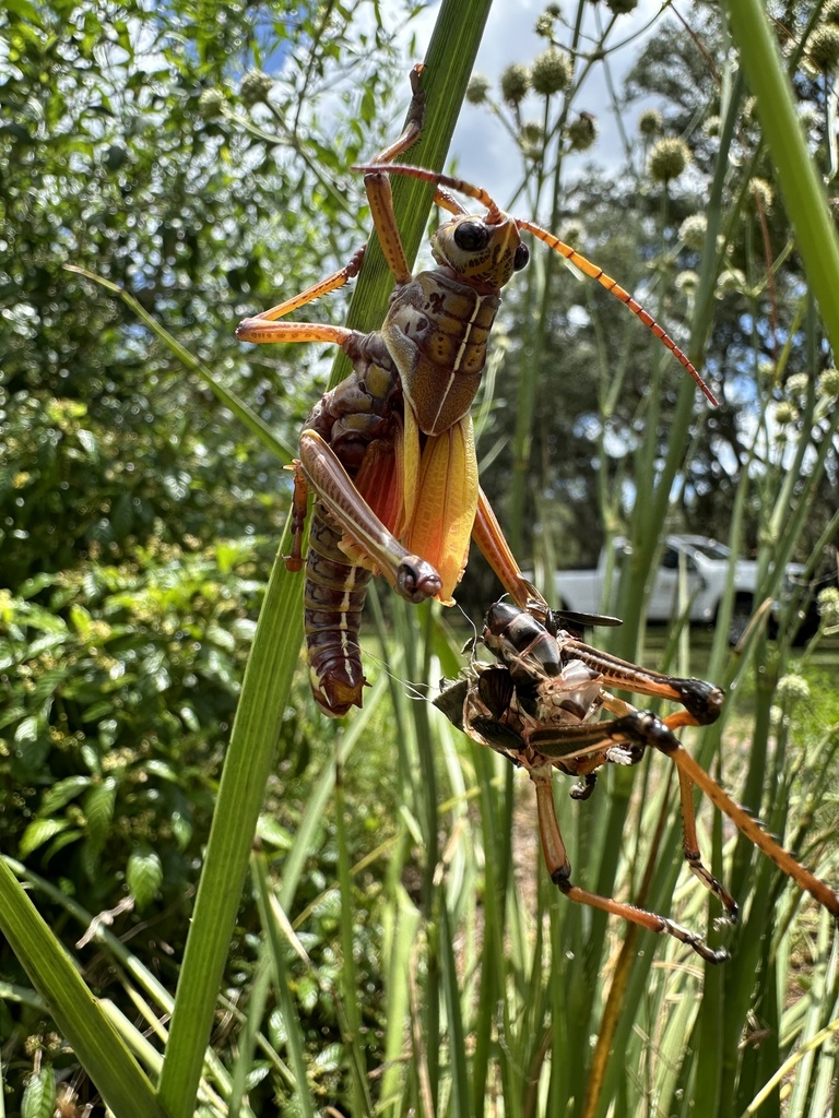 Eastern Lubber Grasshopper from Crystal Bowl Park, Casselberry, FL, US ...