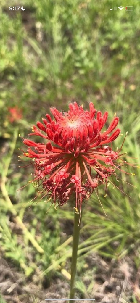 Pimelea haematostachya from Cheeseborough, QLD, AU on December 22, 2021 ...