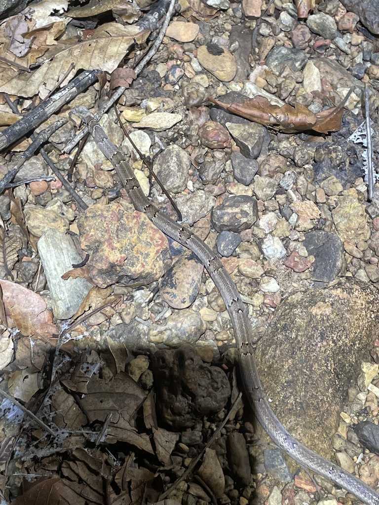 Streaked Kukri Snake from Mookambika Wildlife Sanctuary, Shivamogga, KA ...