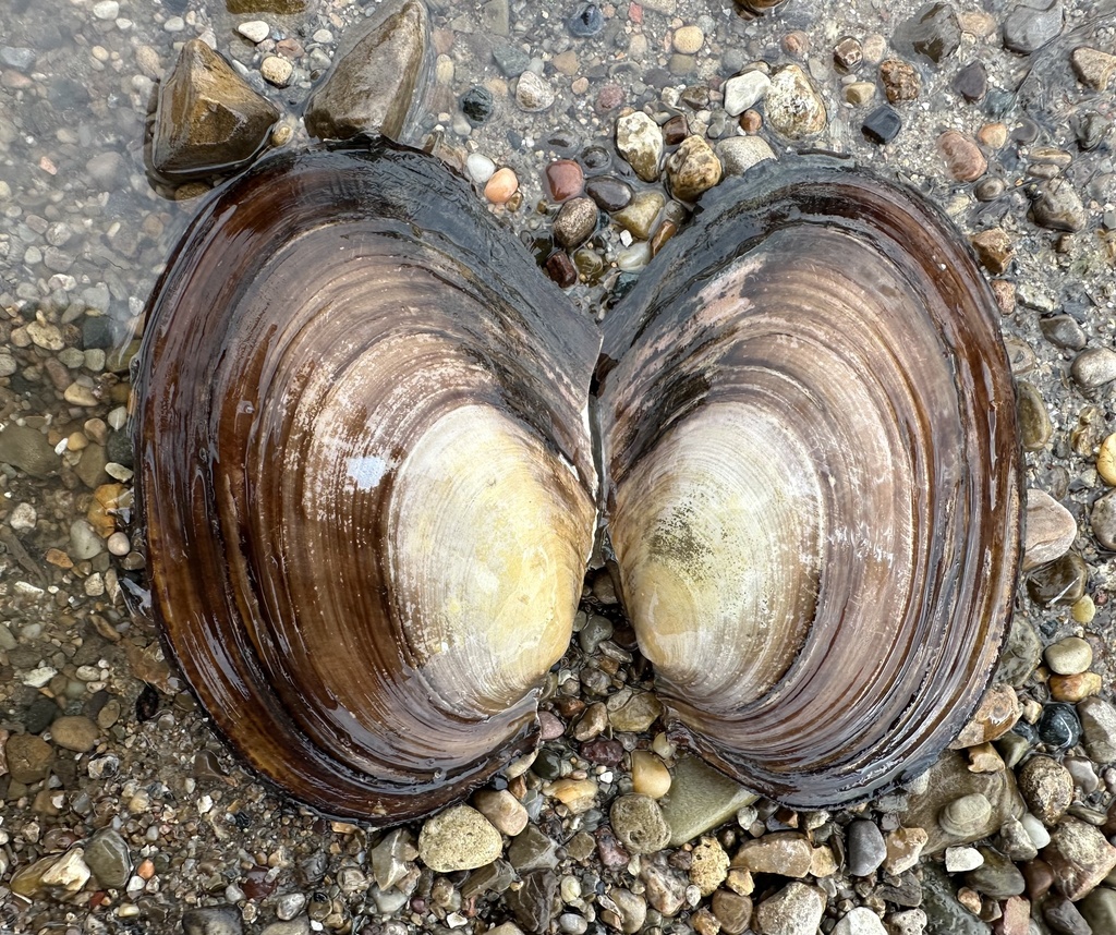 Pink Papershell from Salt Creek, Greenview, IL, US on May 27, 2024 at ...