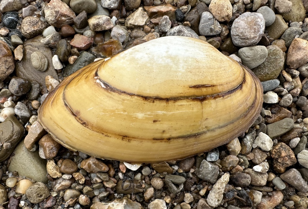 Canary Kingshell from Greenview, IL, US on May 26, 2024 at 05:04 PM by ...