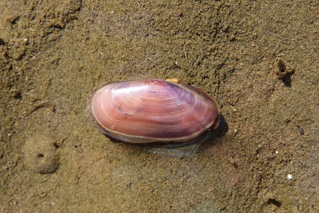 White Sunset-shell from Sandgate, Queensland, Australia on June 5, 2024 ...