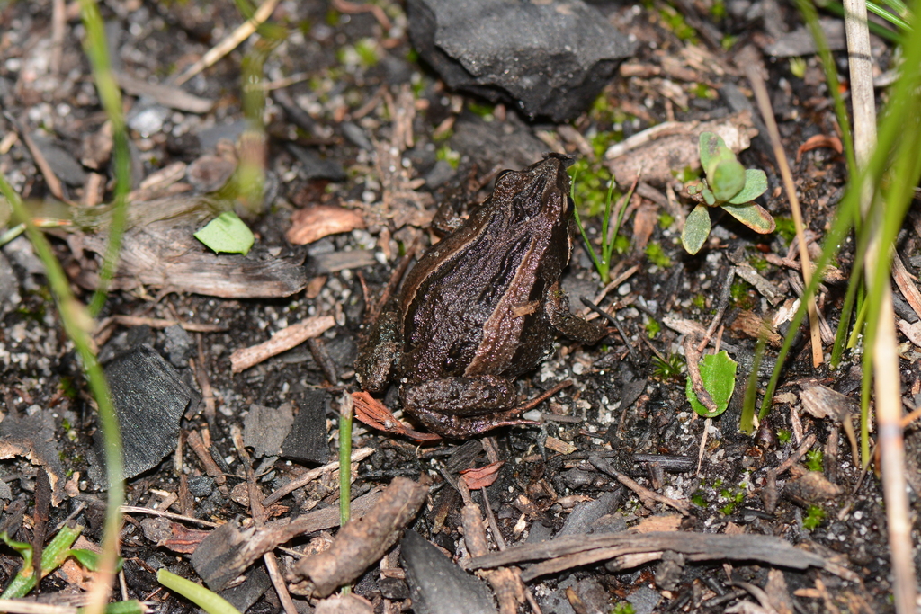 Common Eastern Froglet from Wonthaggi VIC 3995, Australia on June 5 ...