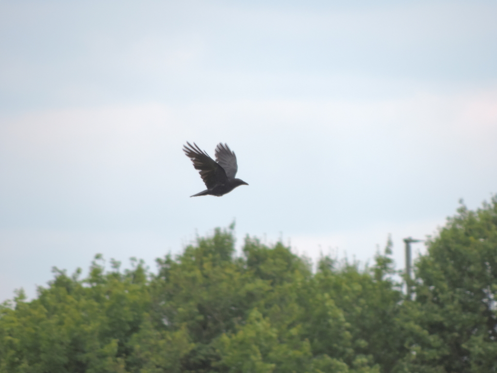 Carrion Crow from Surrey, UK on June 5, 2024 at 01:41 PM by matilda ...