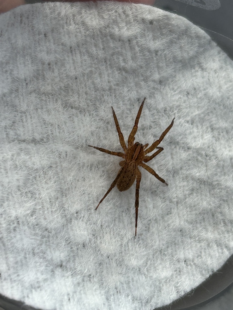Southeastern Wandering Spider from Kings Hills Blvd, Pigeon Forge, TN ...
