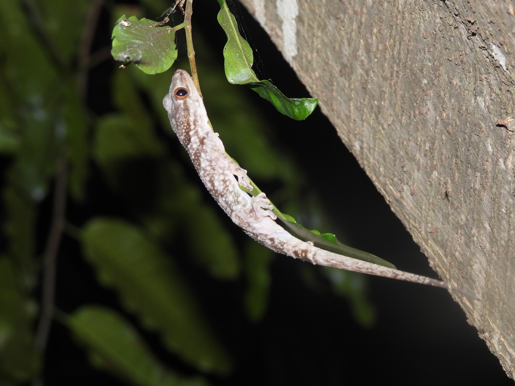 Mahajanga Velvet Gecko from Marovoay, Madagascar on December 08, 2023 ...
