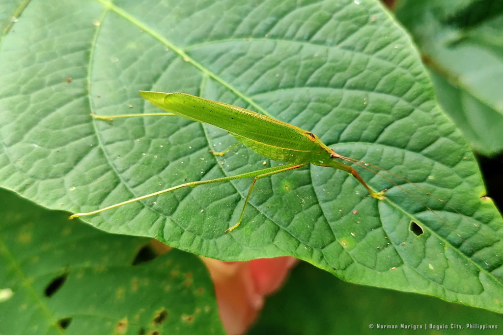 Pectinated Bushcrickets from Camp John Hay, Baguio, Benguet ...