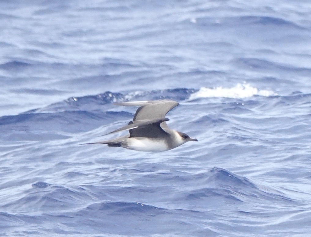 Parasitic Jaeger on June 3, 2024 at 08:12 AM by Michael W Plauché ...