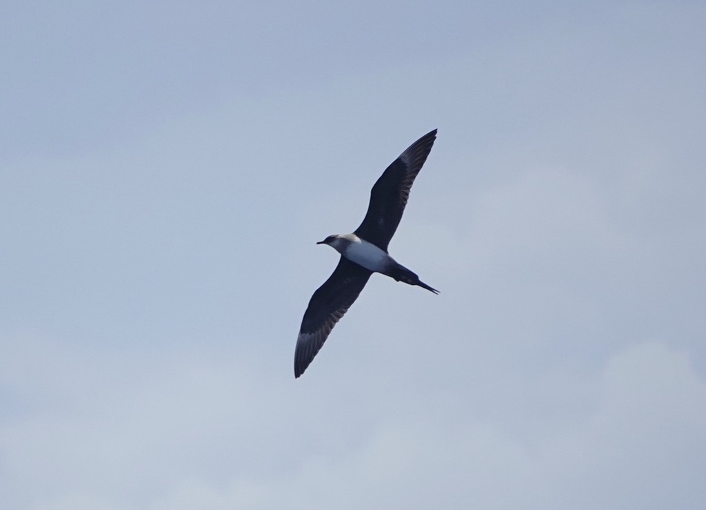 Parasitic Jaeger on June 3, 2024 at 10:07 AM by Michael W Plauché ...