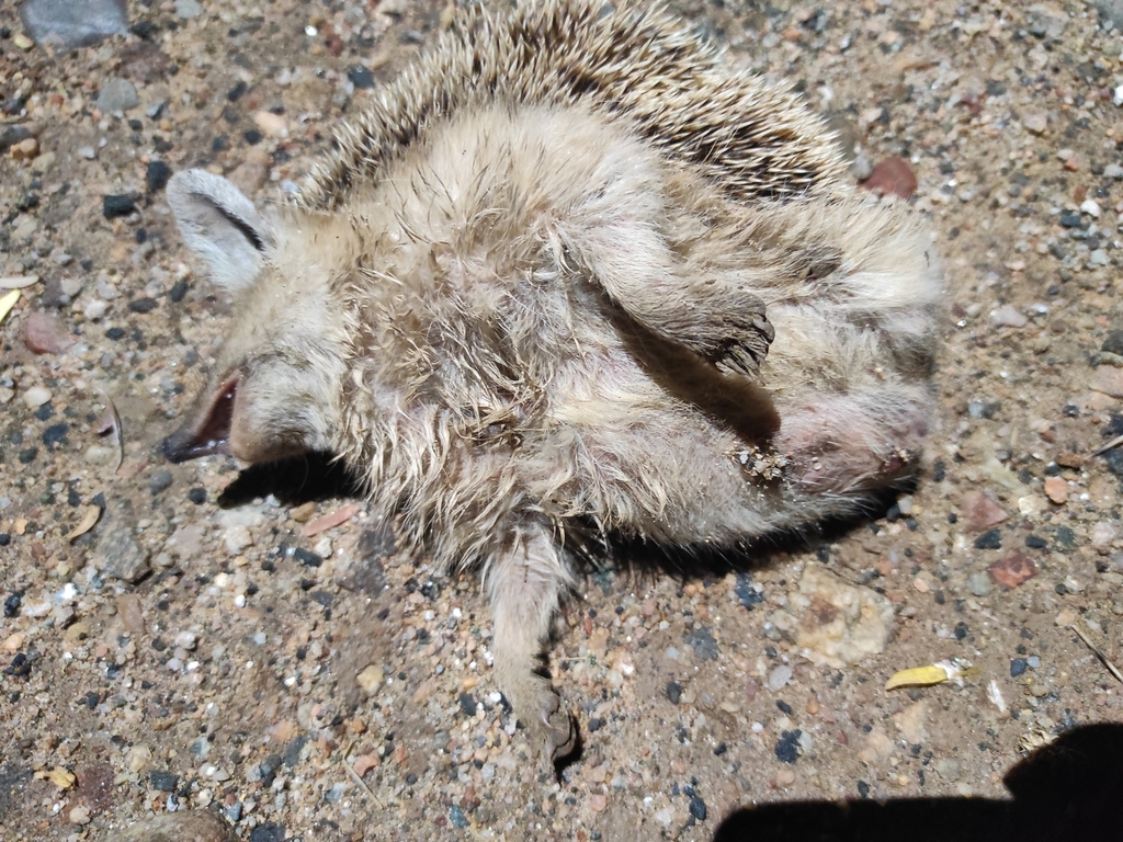 Long-eared Hedgehog from Bayannur, China, 015422 on June 5, 2024 at 10: ...