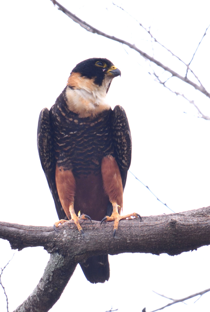 Bat Falcon from Gómez Farías, Tamps., México on May 8, 2024 at 09:48 AM ...