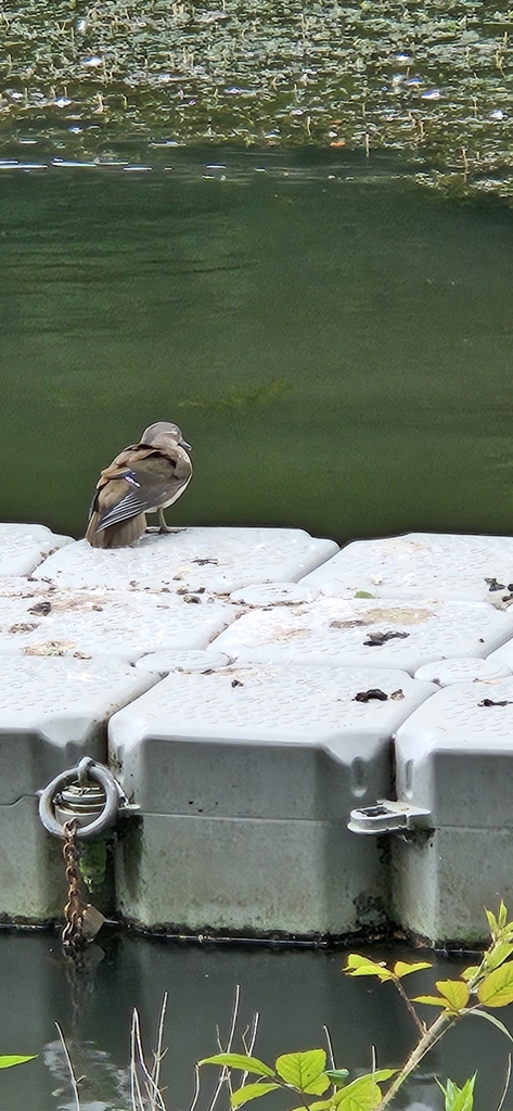 Mandarin Duck from RGJ5+H7 Old Waterfall Location, Roundhay, Leeds LS8 ...