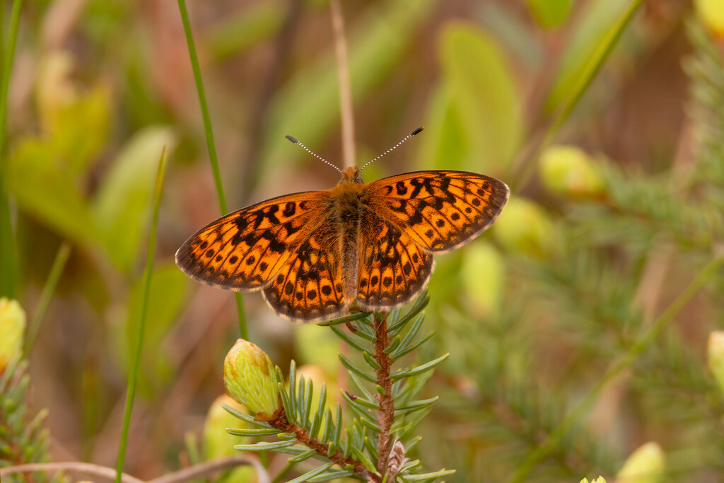 Bog Fritillary from Renfrew, Ontario, Canada on June 4, 2024 at 09:45 ...