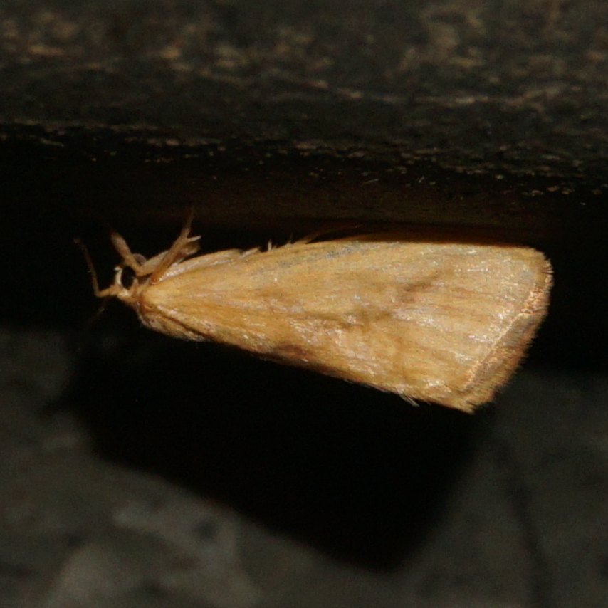 Butterflies and Moths from Avalanche Lake, Tamil Nadu on June 3, 2024 ...
